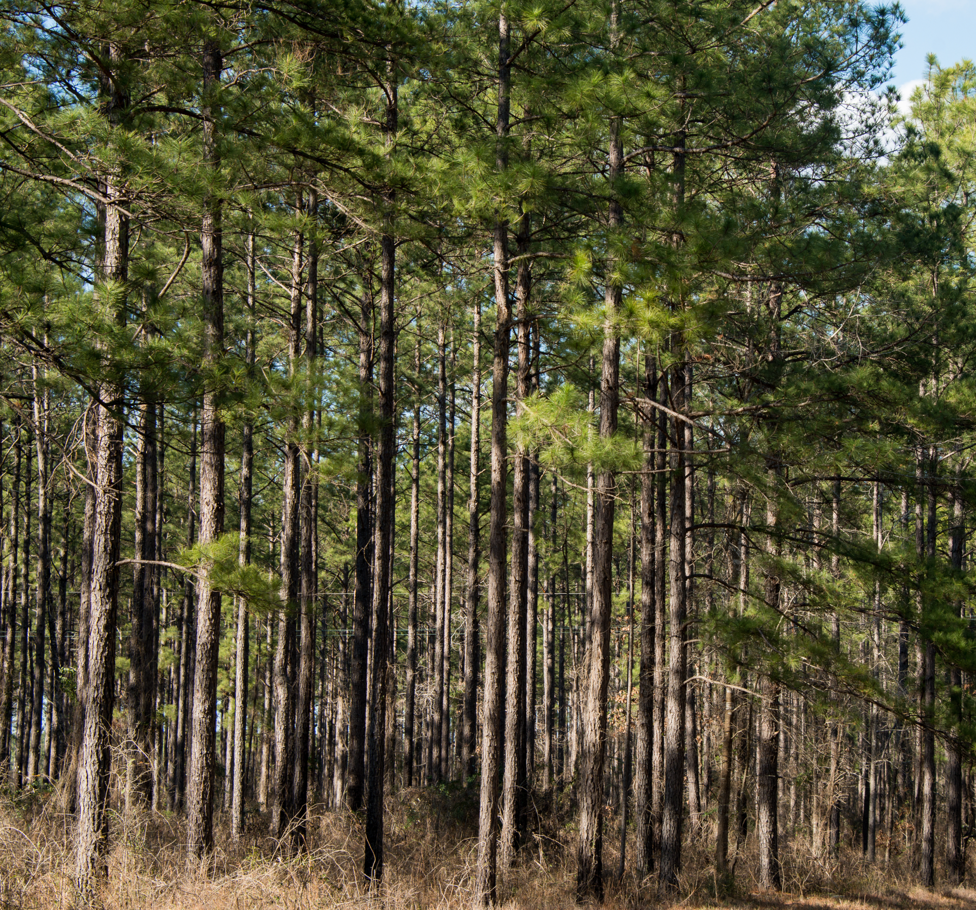 Louisiana Jobs - Home